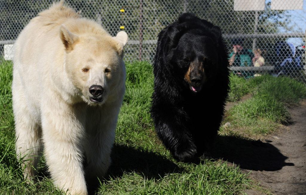 Guardians of great spirit of the wild - Red Deer Express