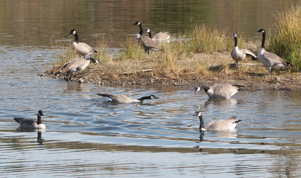 Grown geese - Red Deer Express